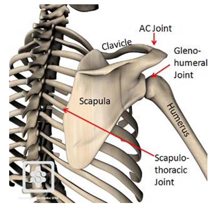 Your Scapula Is NOT Dysfunctional | Next Level Physical Therapy ...